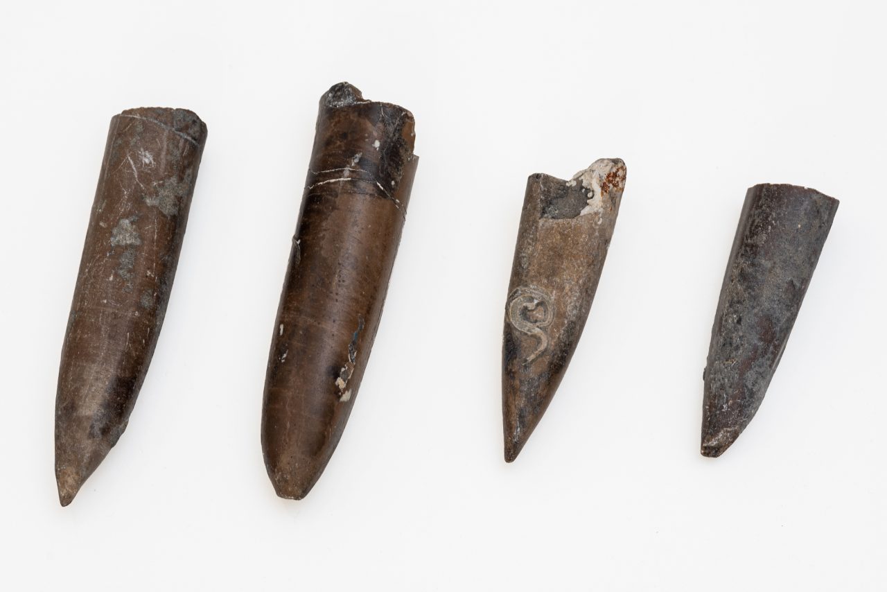 Belemnite Fossils | Museum of the Highlands