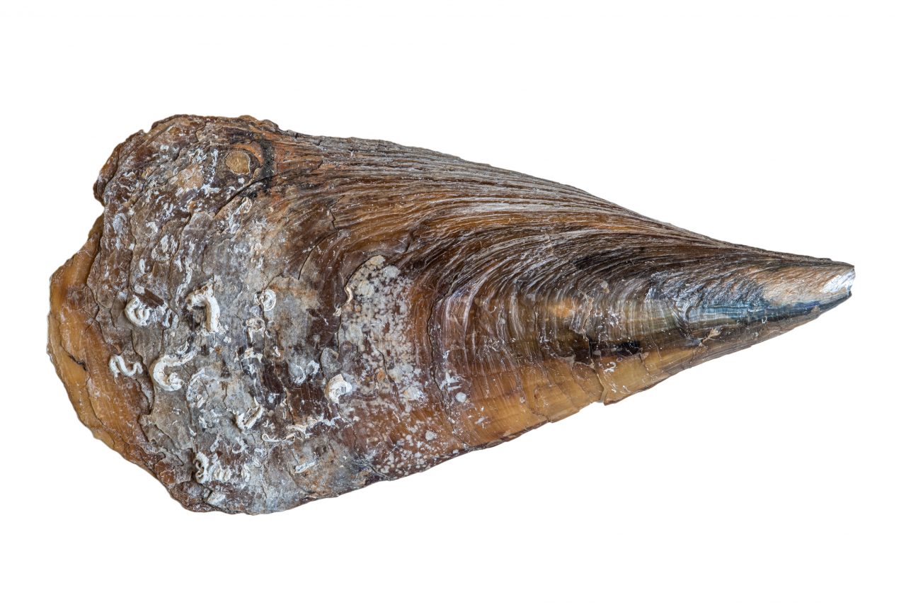 Fan Mussel Shell | Museum of the Highlands