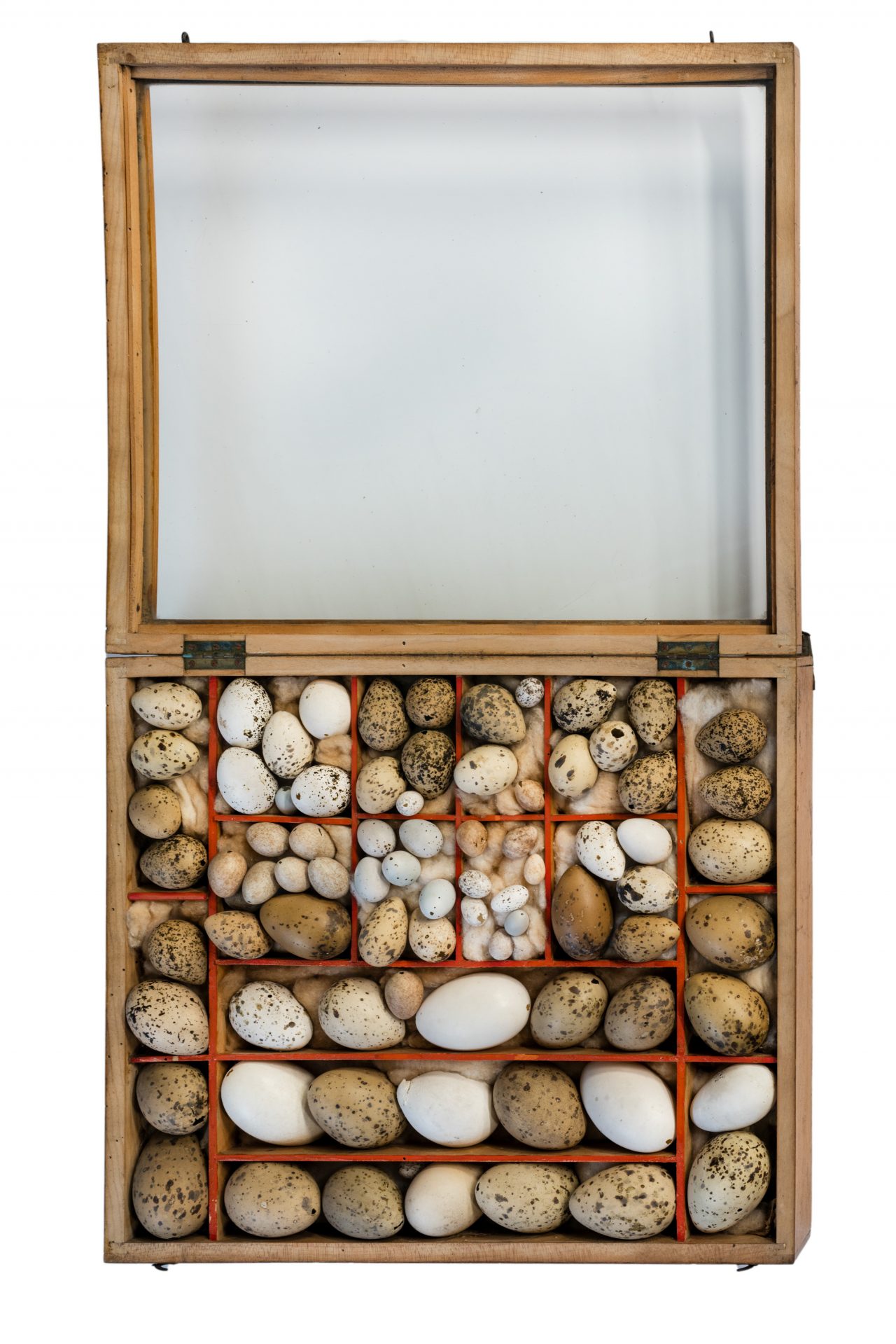 Collection of Birds’ Eggs | Museum of the Highlands