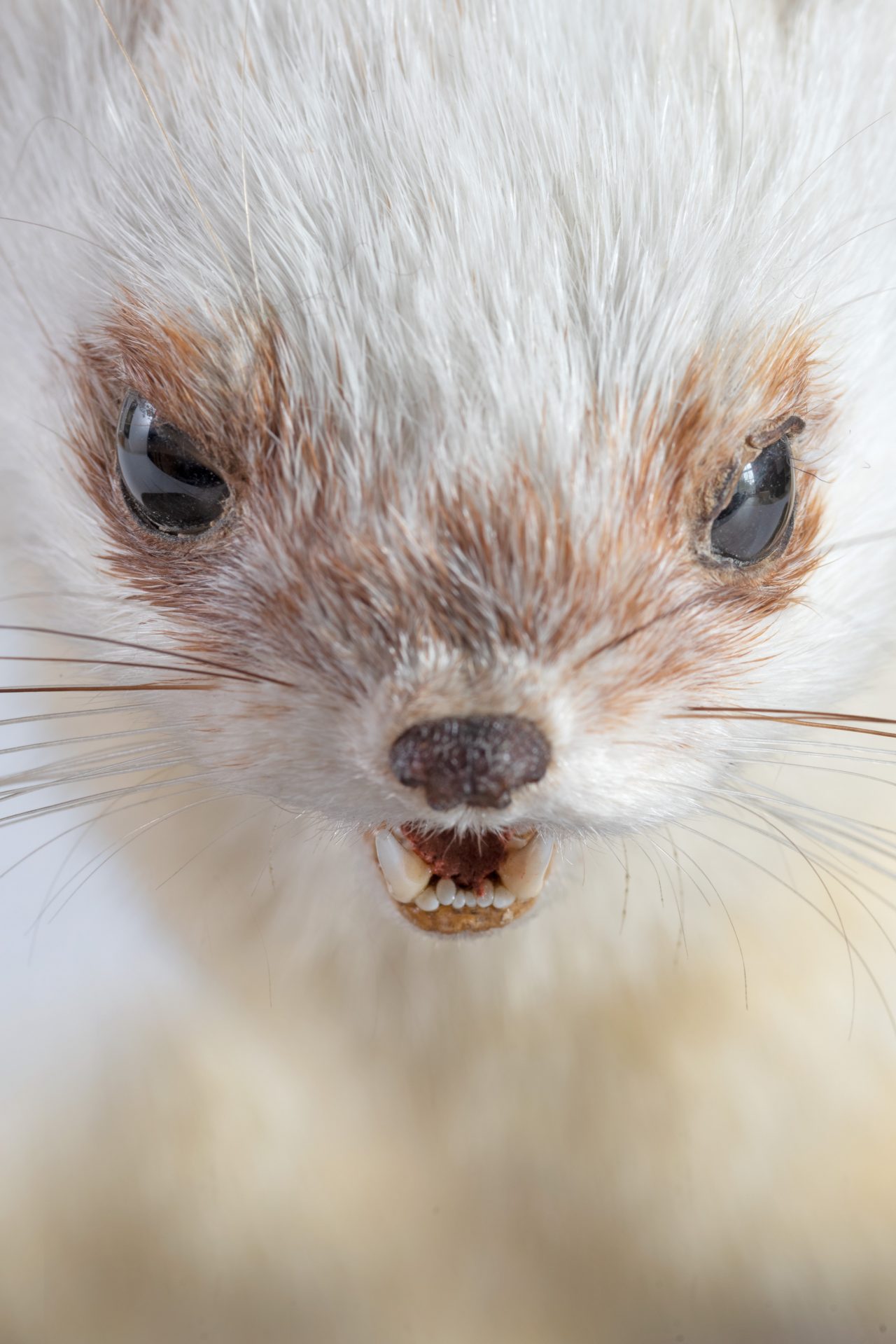 Taxidermy Stoat | Museum of the Highlands