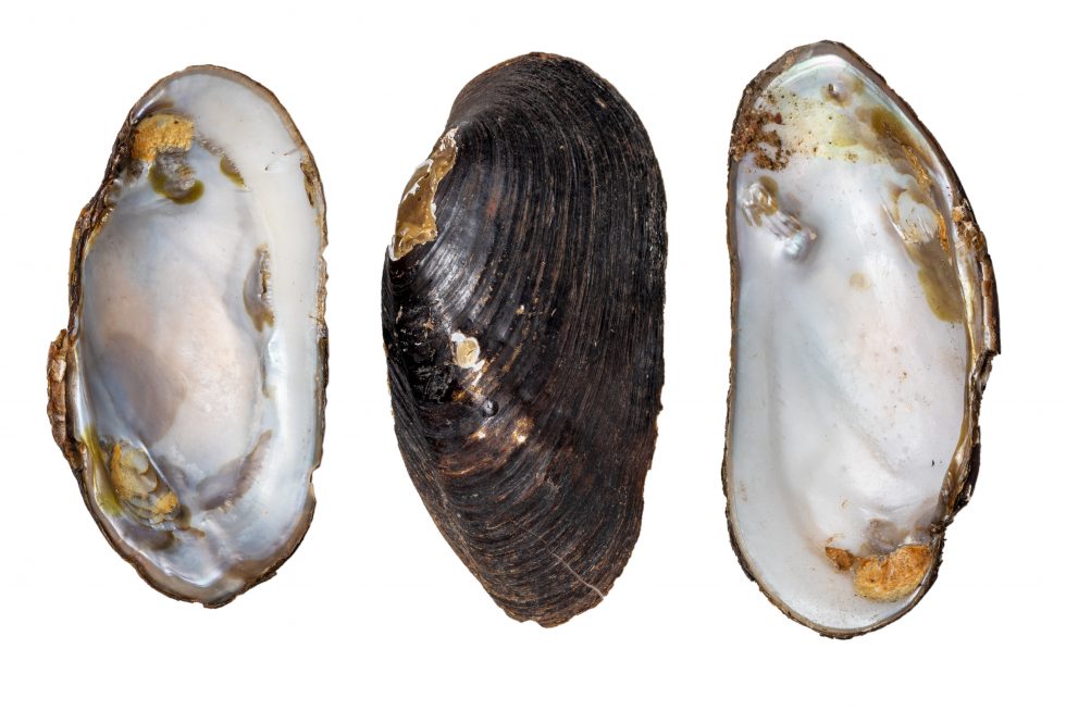 Freshwater Pearl Mussels | Museum of the Highlands